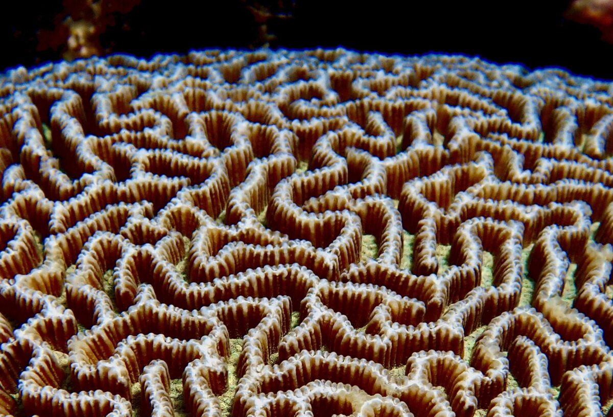 What Is Coral? Coral Facts - Underwater Kingdoms